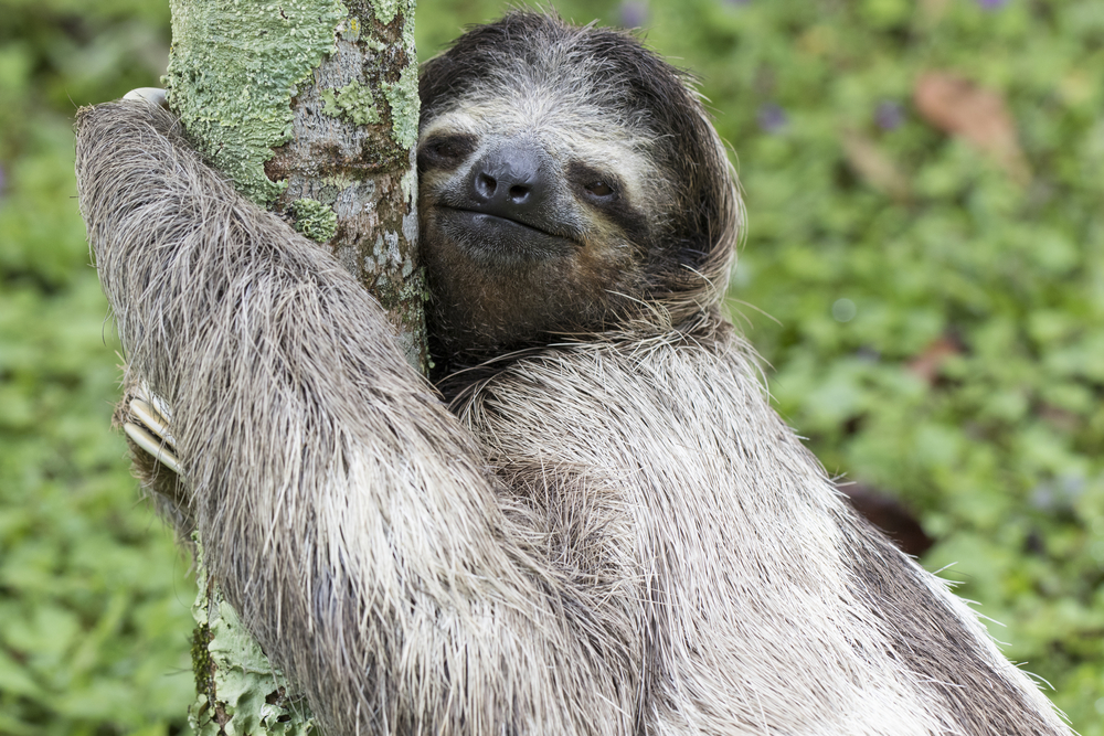 Forest Releaf Fund Update - Q2 2018