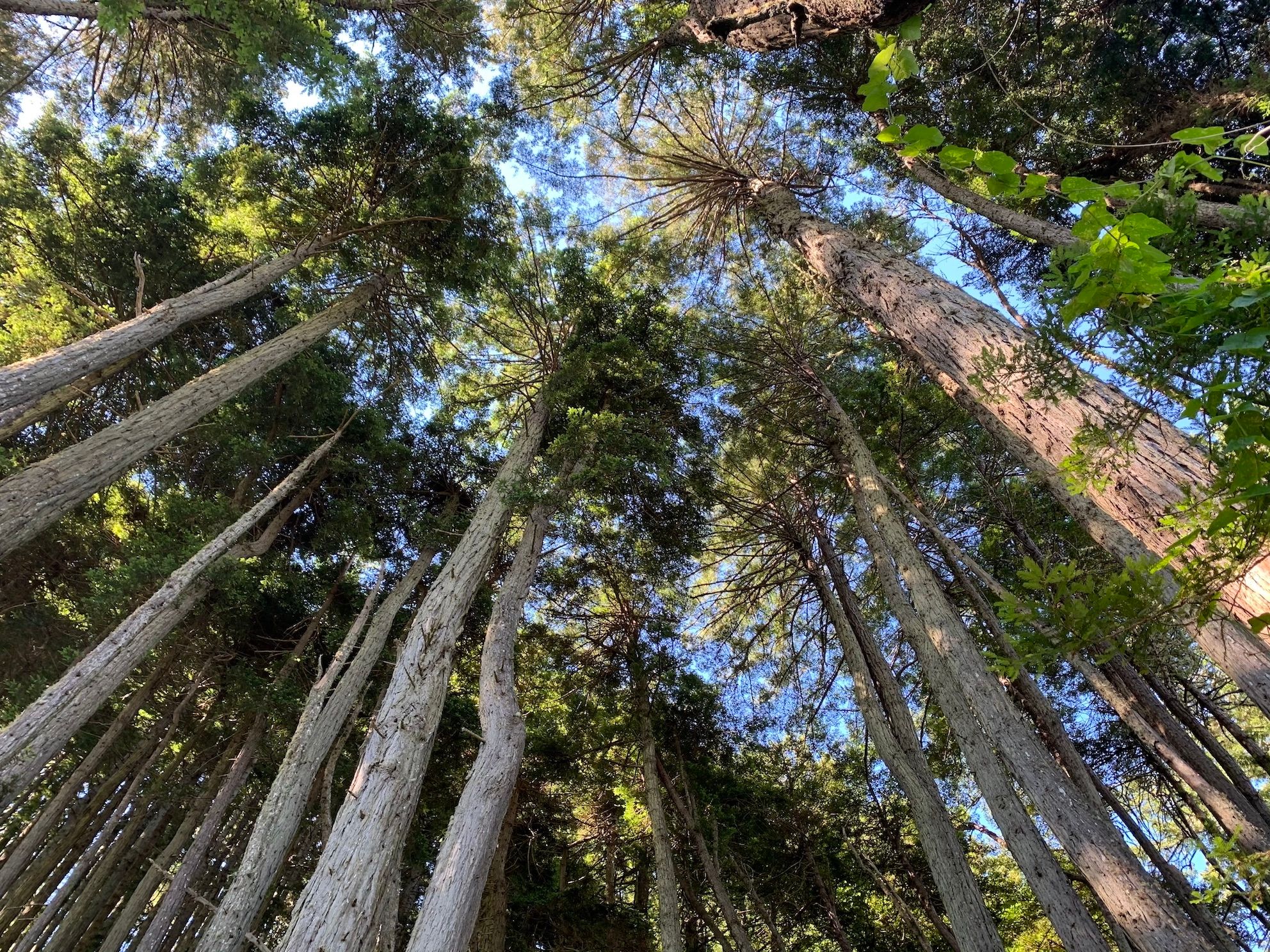 Forest Releaf Fund 2019 Highlights